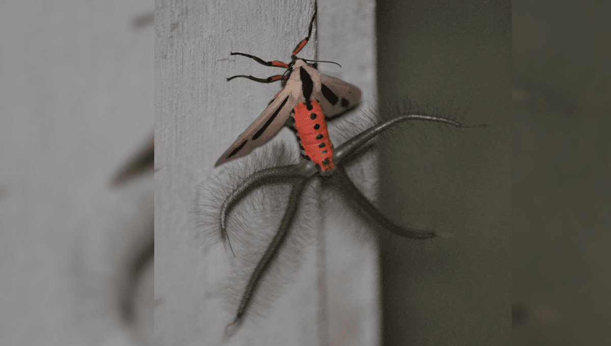 With Its Freaky Inflatable Hair Pencils, The Baphomet Moth Is One Of ...