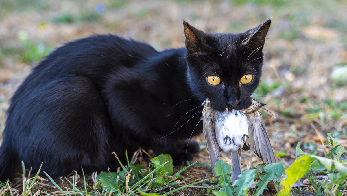 Cats Are One Of The Most Proflic Predators On The Planet, Eating Over ...