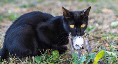 Cats Are One Of The Most Proflic Predators On The Planet, Eating Over ...