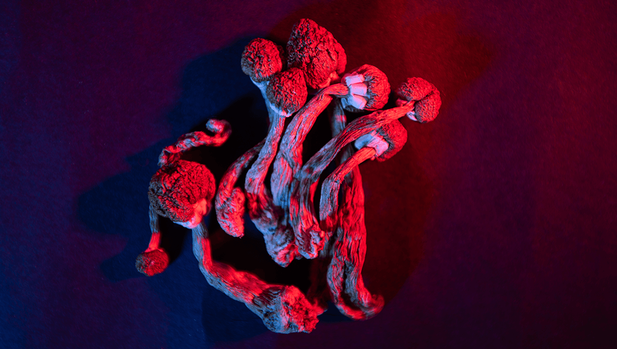 Magic Mushrooms May Have Evolved To Mess Around With Flies | IFLScience