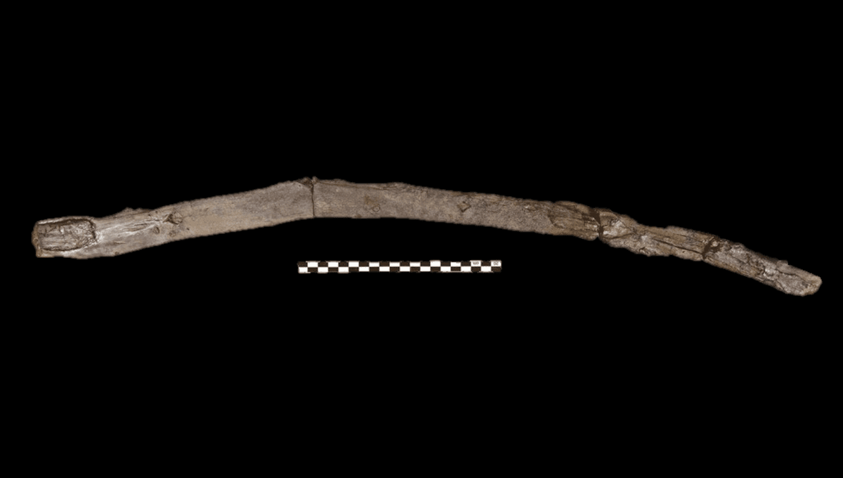 Earliest Evidence For Hominin Use Of Wooden Handheld Tools Dates Back ...
