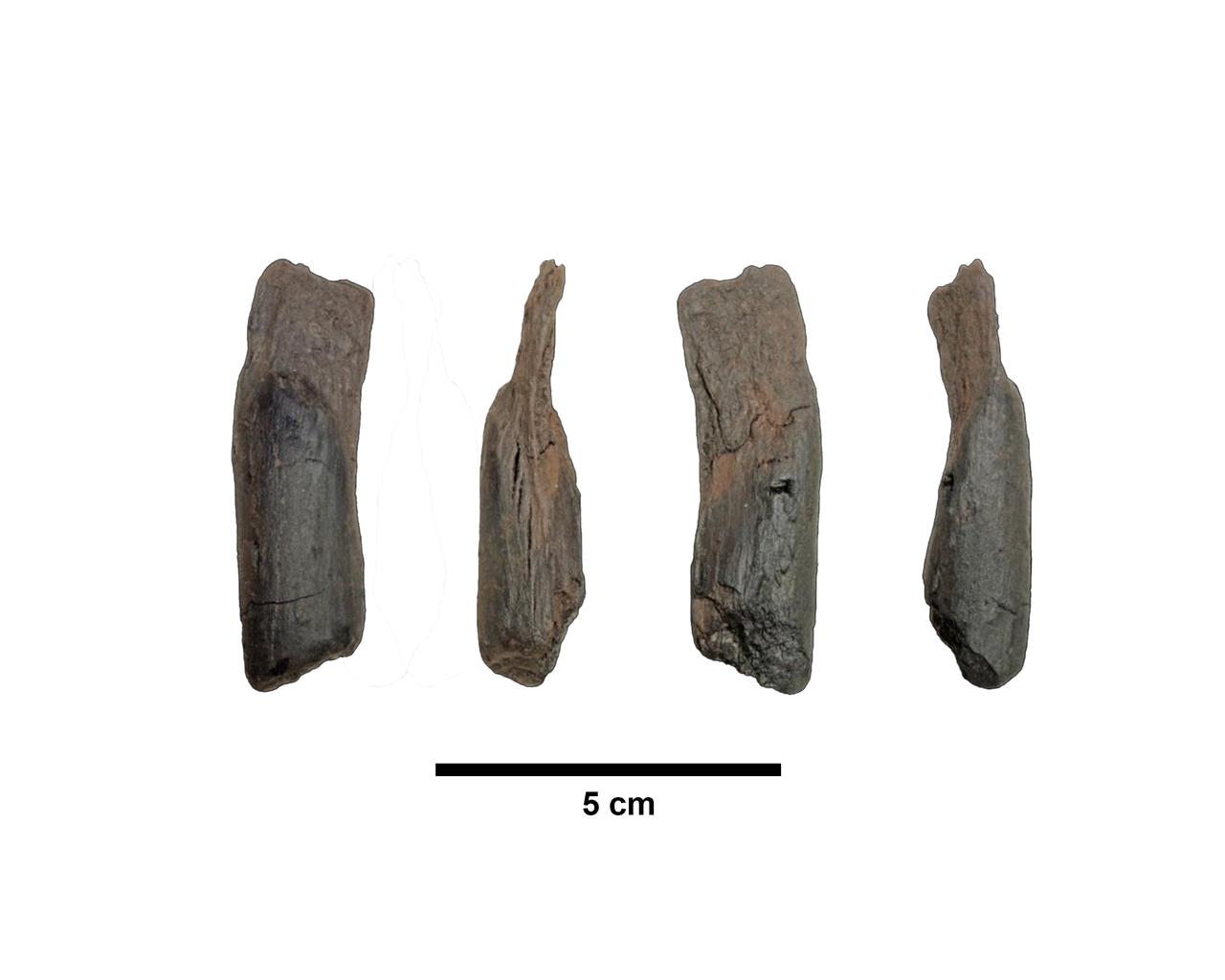 Earliest Evidence For Hominin Use Of Wooden Handheld Tools Dates Back ...