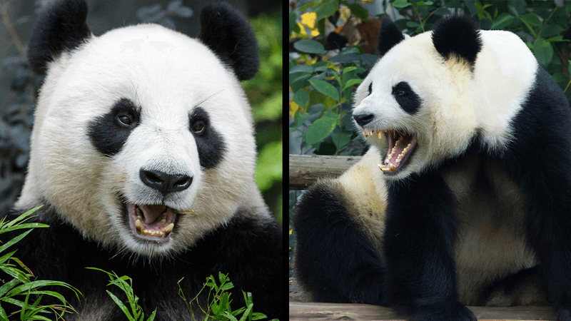 Are There Animals Without Natural Predators? Meet Earth’s Apex ...