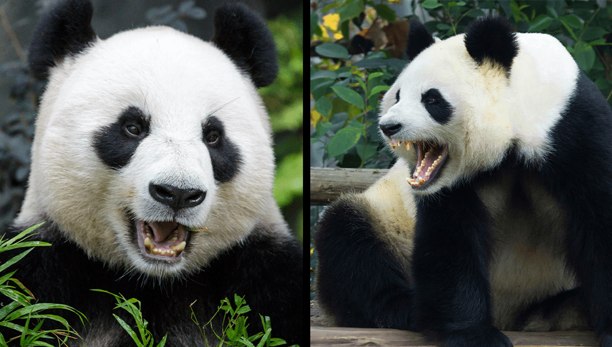 Do Giant Pandas Attack Humans