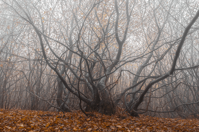Hoia Baciu Forest In Romania: Why The "Most Haunted Forest In The World ...