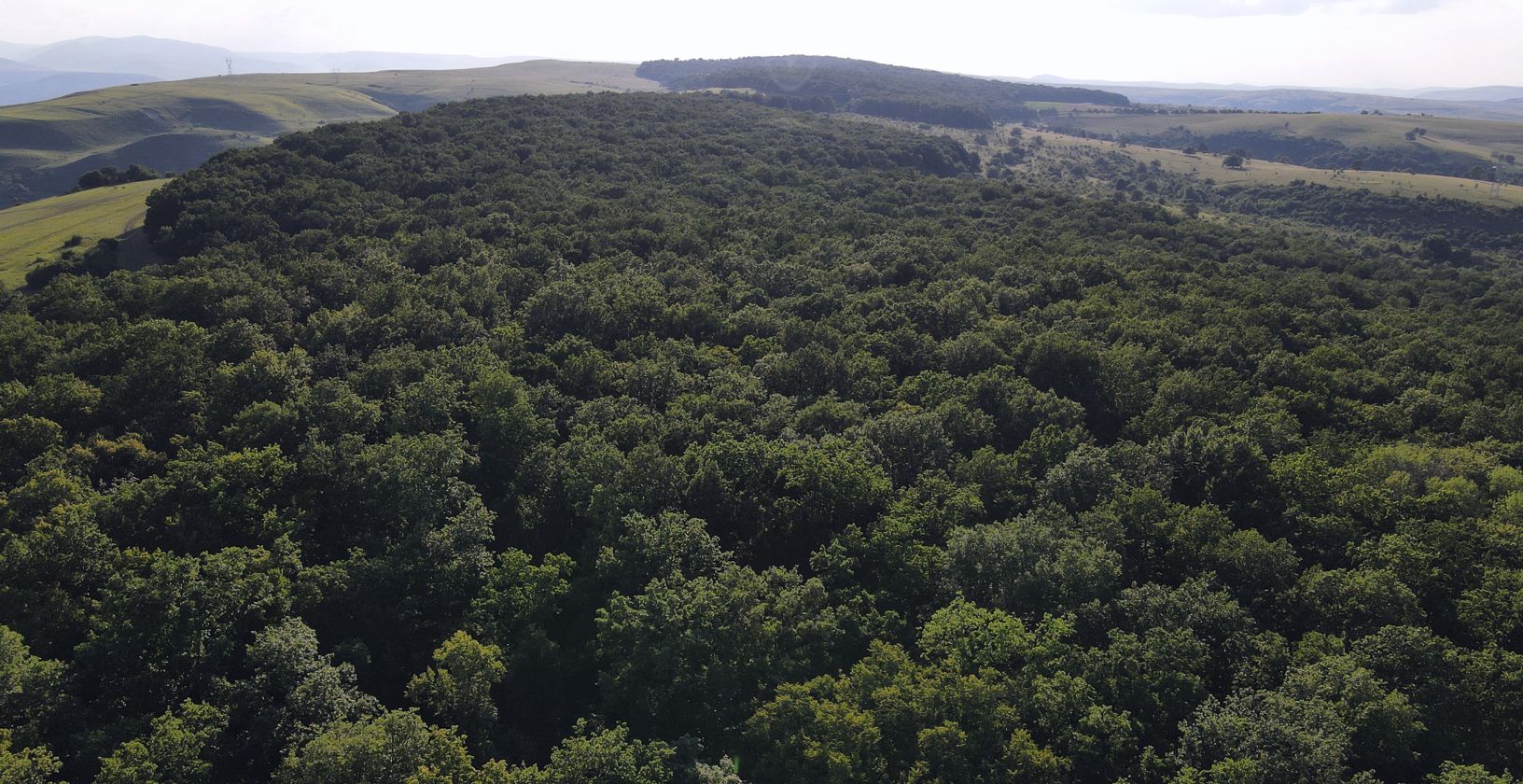 Hoia Baciu Forest In Romania: Why The "Most Haunted Forest In The World ...