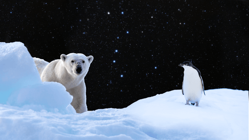 Are There Animals Without Natural Predators? Meet Earth’s Apex ...