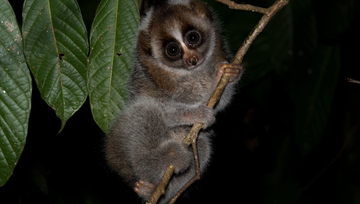 Slow Lorises Are The Only Known Venomous Primates In The World, And ...