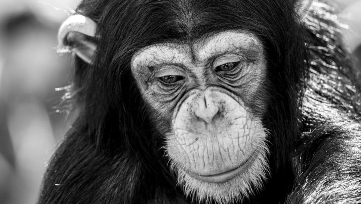 Bereaved Chimp And Bonobo Mothers Continue To Carry Their Dead Infants ...