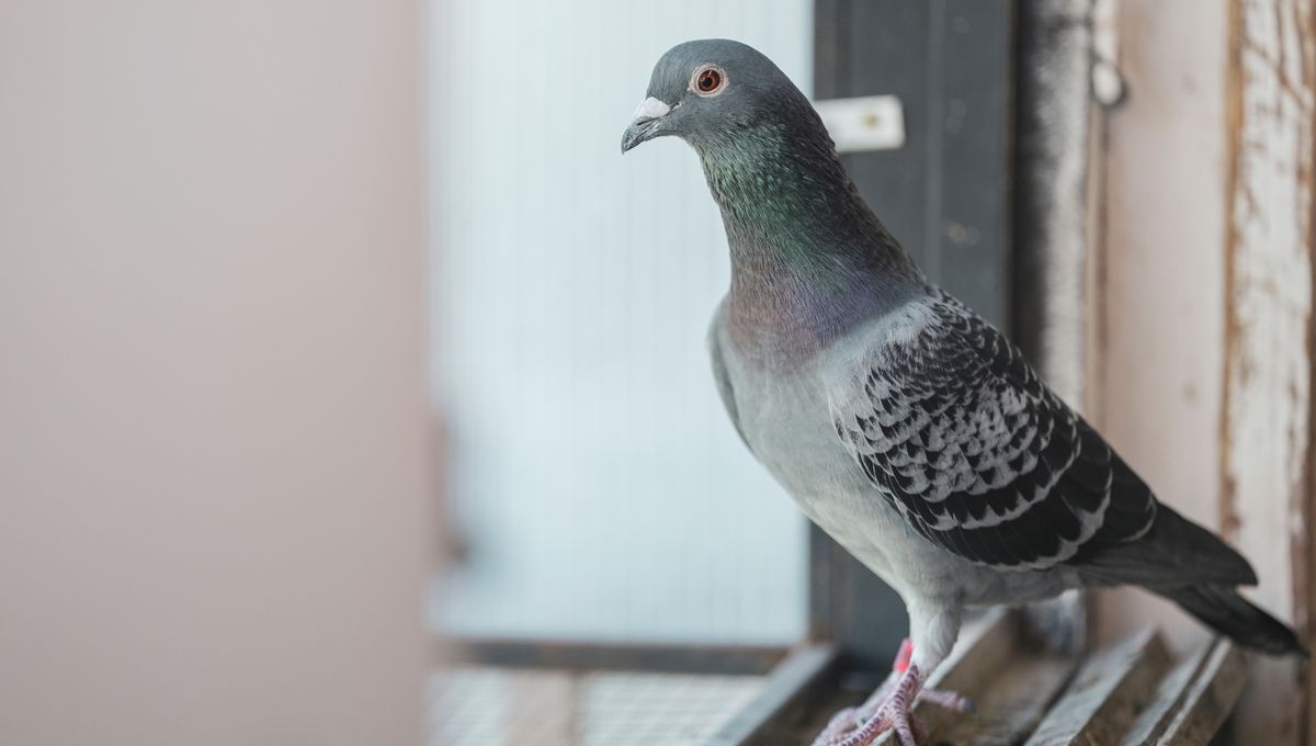 A Pigeon Found Dead In A Chimney In 1982 Carried An Encrypted World War ...