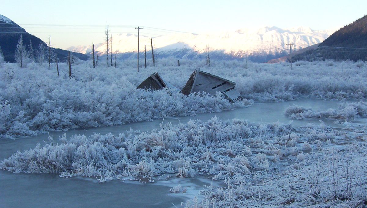 Alaska's Ghost Forests Have Still Not Recovered Over 60 Years After The ...