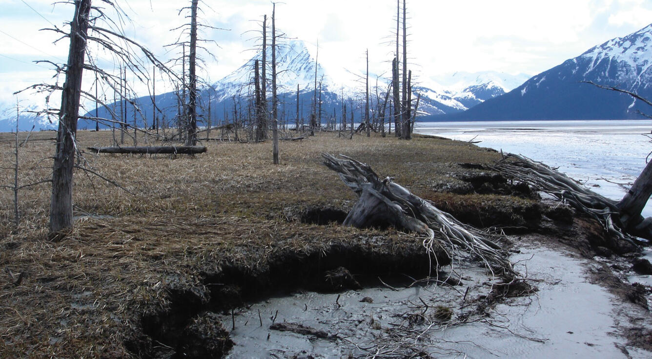 Alaska's Ghost Forests Have Still Not Recovered Over 60 Years After The ...