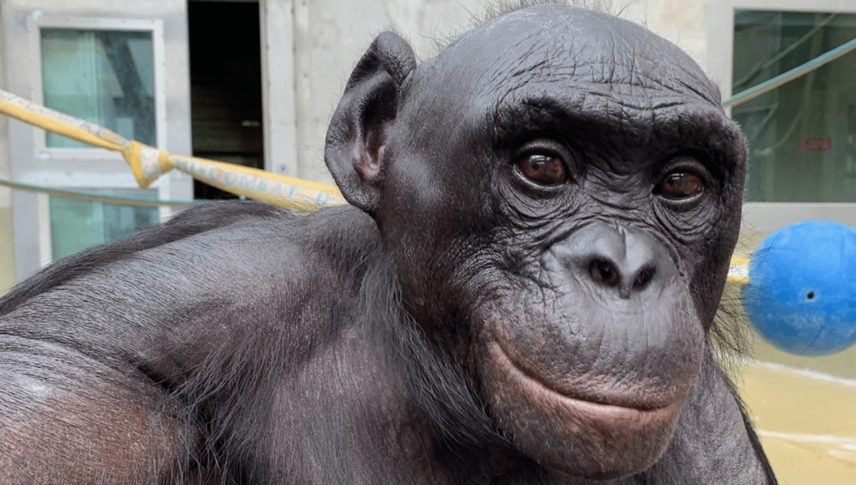 When Did Imagination Evolve? Bonobo Tea Parties Reveal It May Go As Far ...