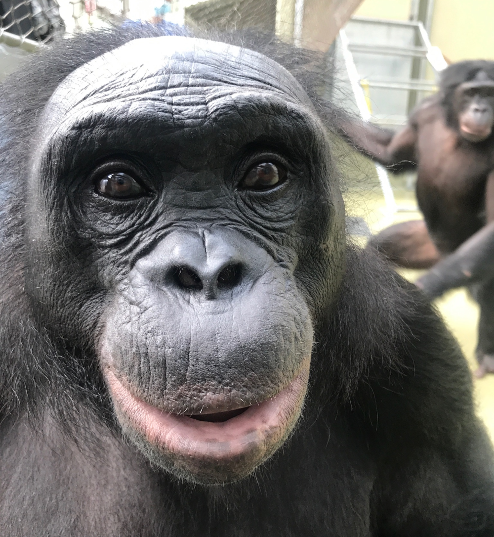When Did Imagination Evolve? Bonobo Tea Parties Reveal It May Go As Far ...