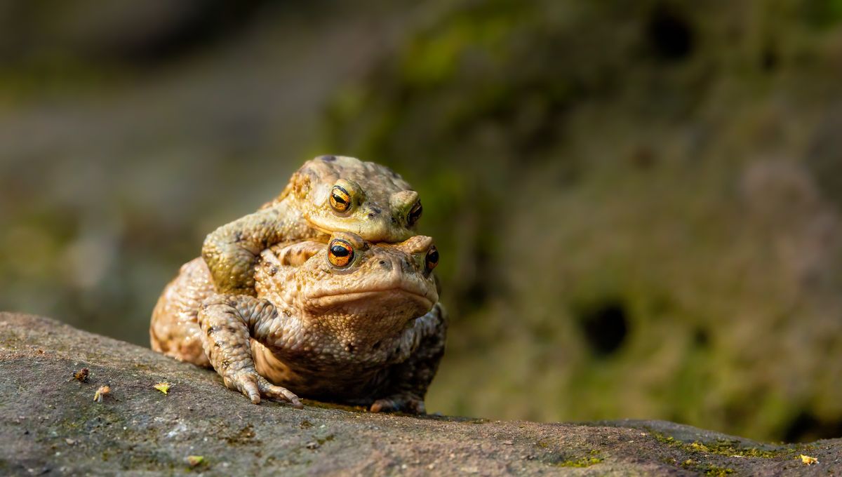 Why Did Thousands Of Toads Explode In 2005? | IFLScience