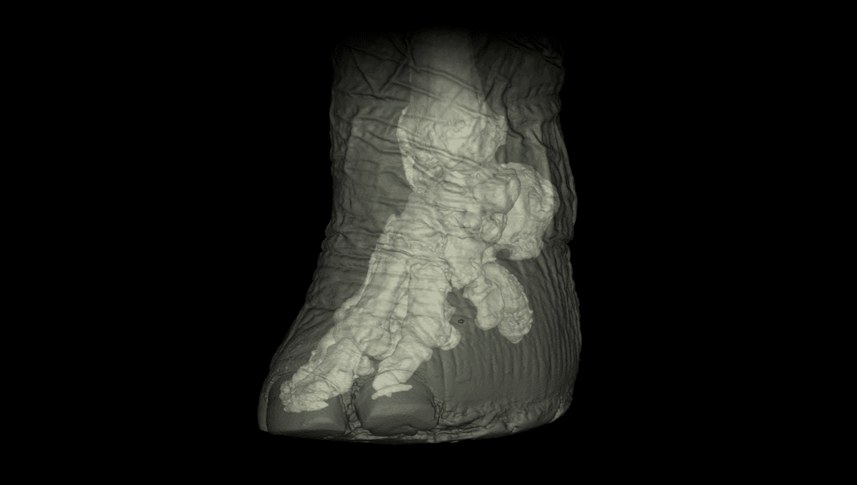 Elephants in High Heels? The “Sixth Toe” That Helped Elephants Become ...