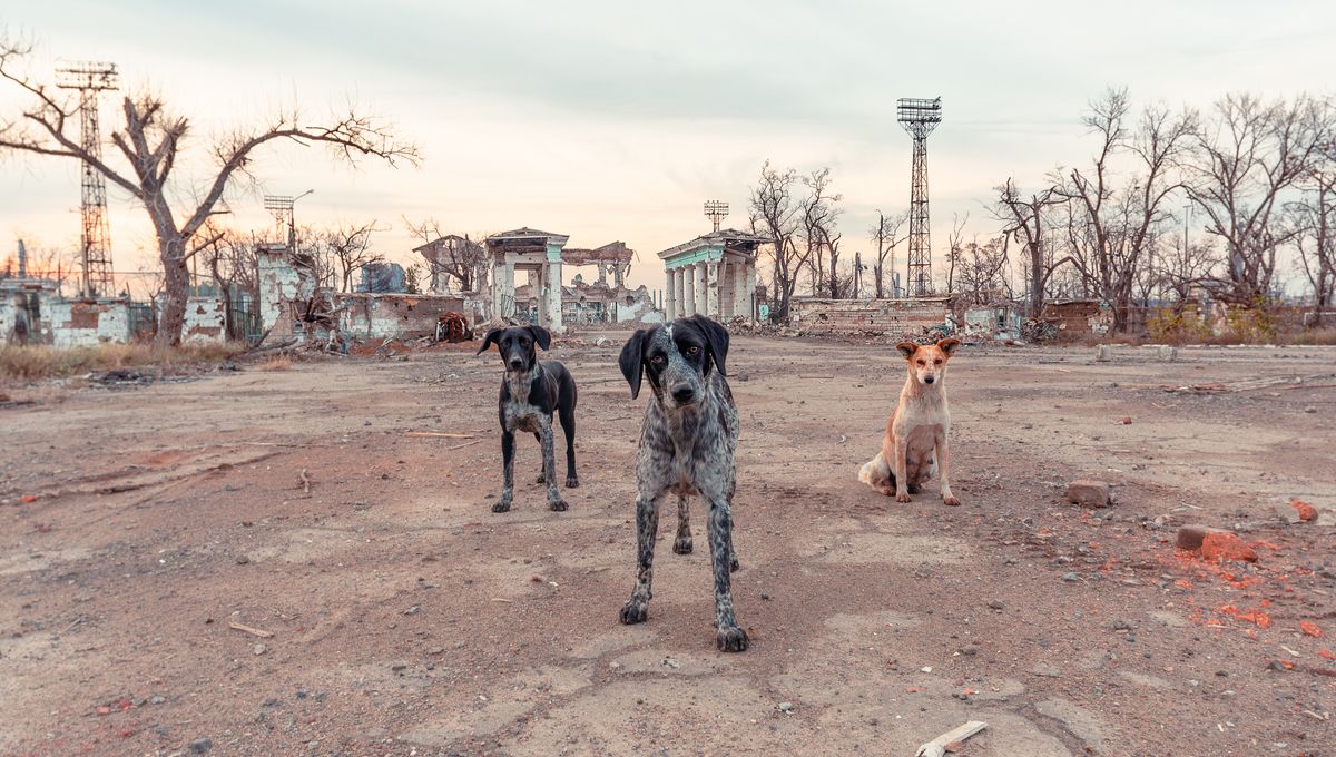 Stray Dogs On The Frontlines Of The Russo-Ukrainian Conflict Are Faced ...