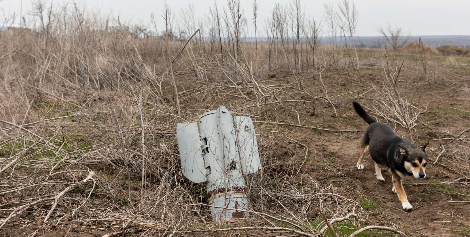 Stray Dogs On The Frontlines Of The Russo-Ukrainian Conflict Are Faced ...