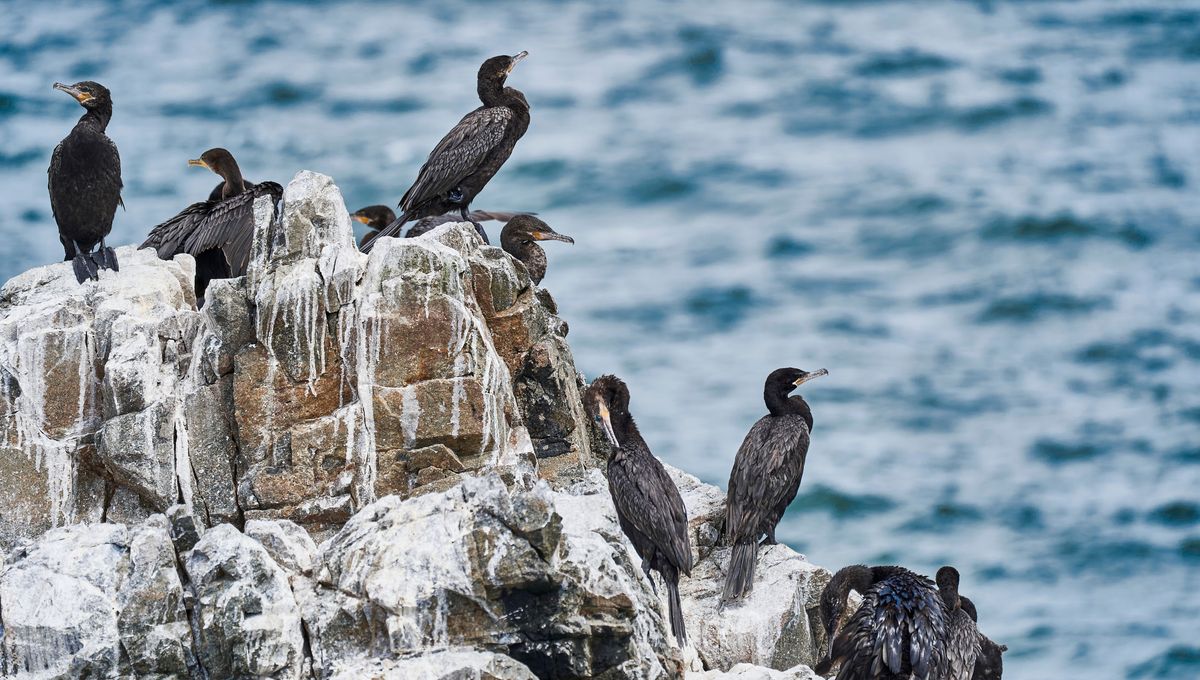 Chincha Kingdom's Rise To Prosperity In Ancient Peru Powered By Bird ...