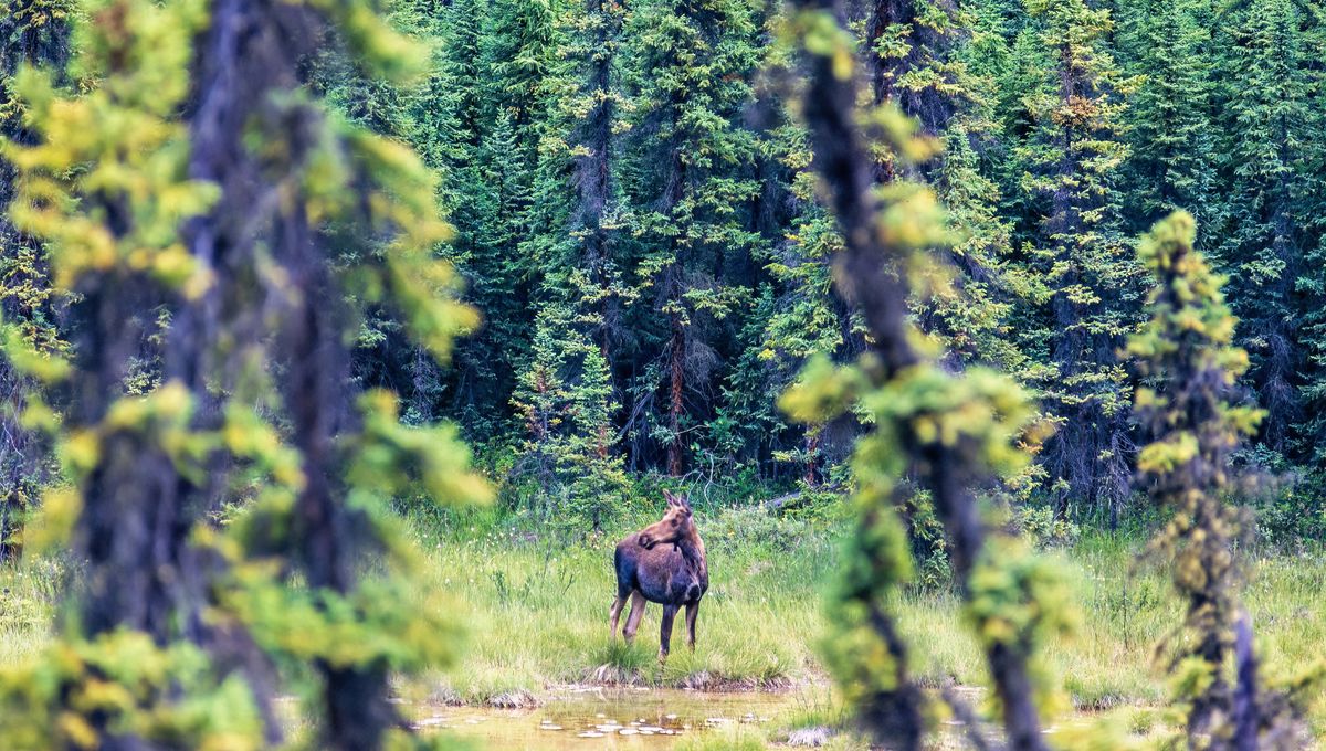 Satellite Images Show Boreal Forests, The Planet's Largest Terrestrial ...