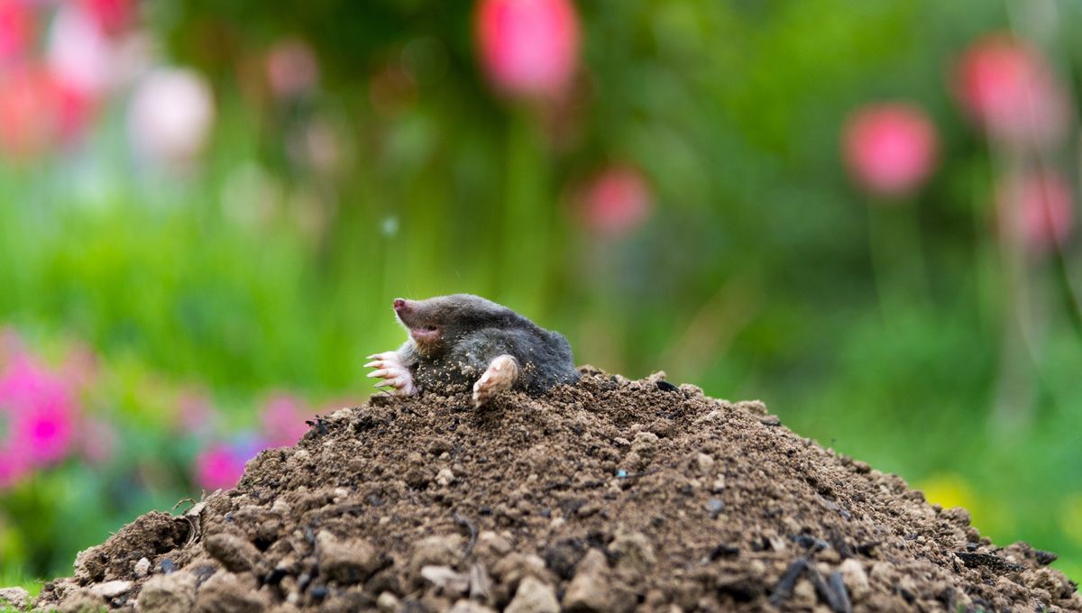 What Is Dehnel's Phenomenon? The Bizarre Way Some Moles And Shrews ...