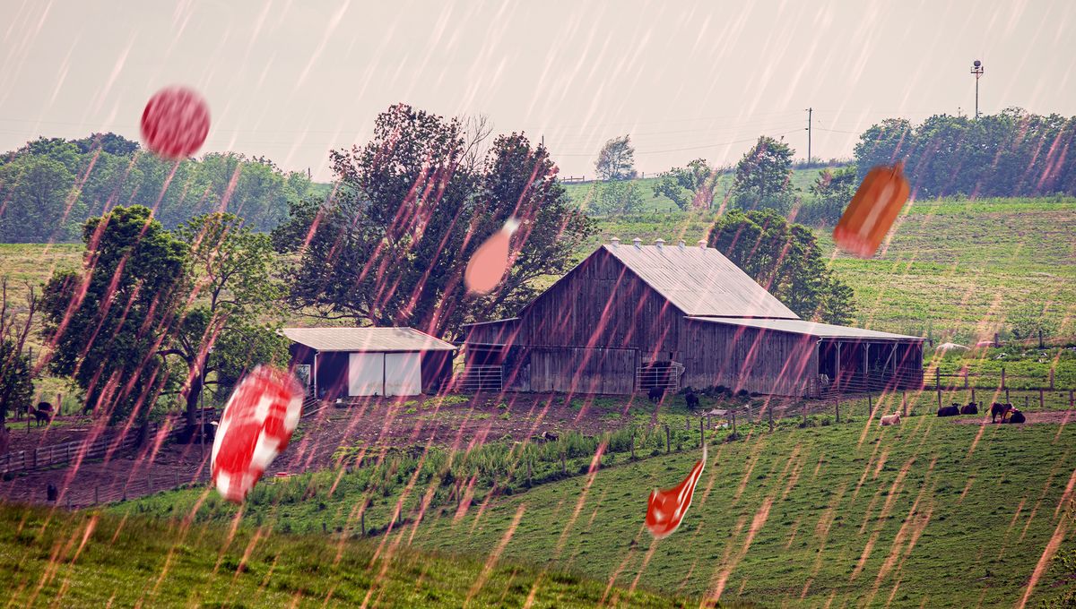 In 1876, It Rained Meat On A Farm In Kentucky. And Yes, People Ate it ...