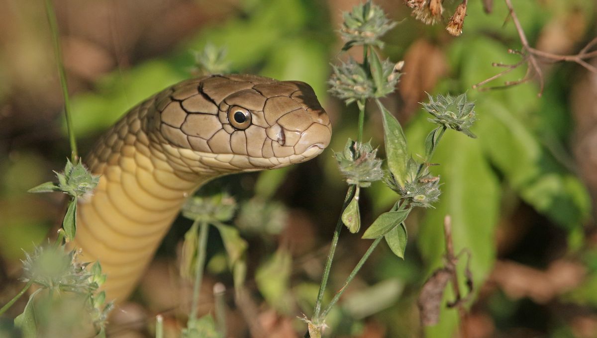 Tim Friede, The Man Who Let Himself Get Bitten By Venomous Snakes Over ...