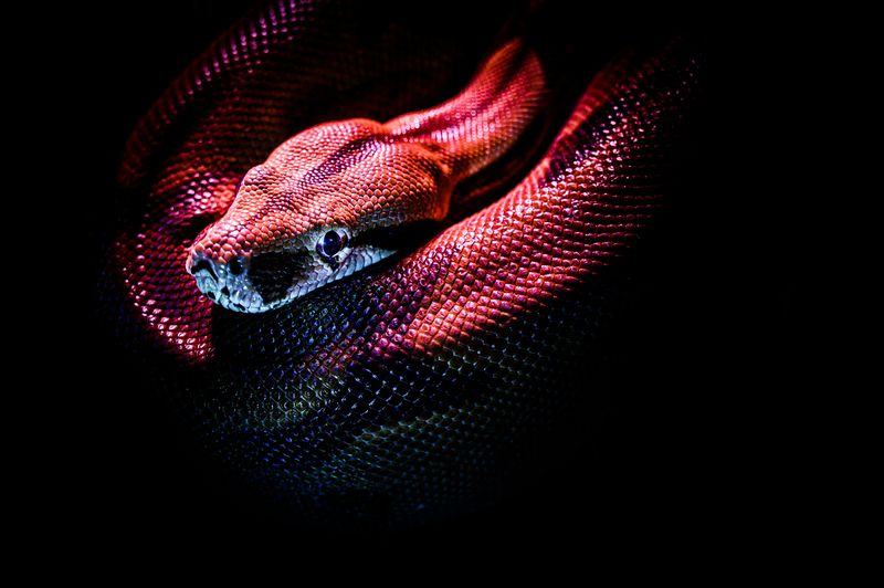 Snakes News, Articles | IFLScience
