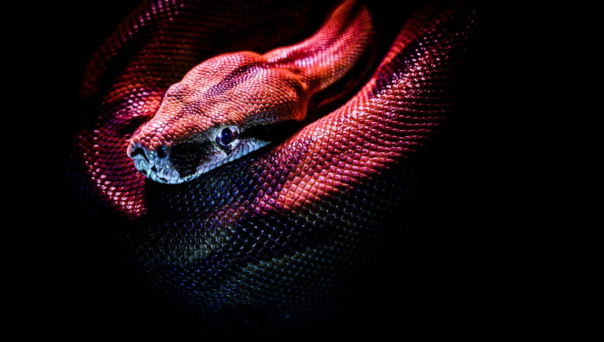 Snake Cannibalism May Be An Example Of Convergent Evolution That's ...