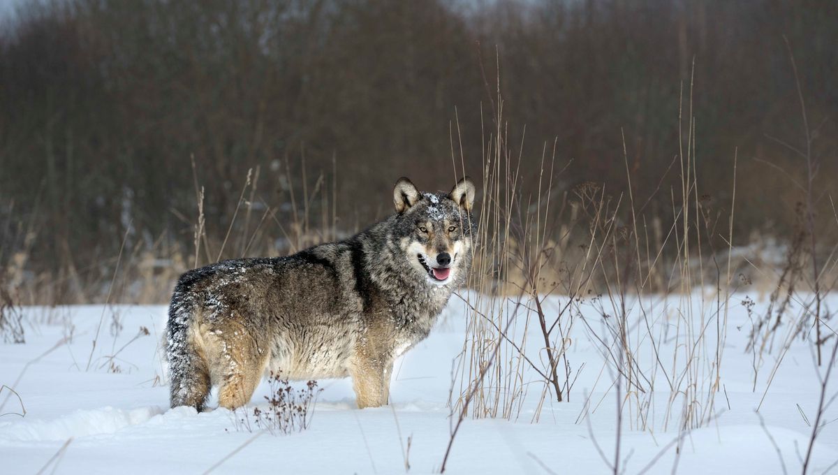 40 Years After The Chernobyl Disaster, Wolves Are Thriving In The ...