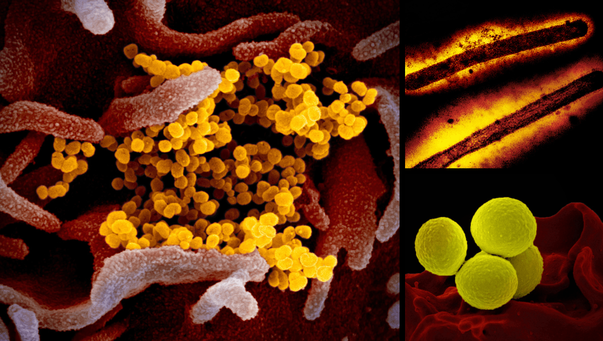 Brand New Nasal Spray Vaccine Gives Universal Protection Against ...