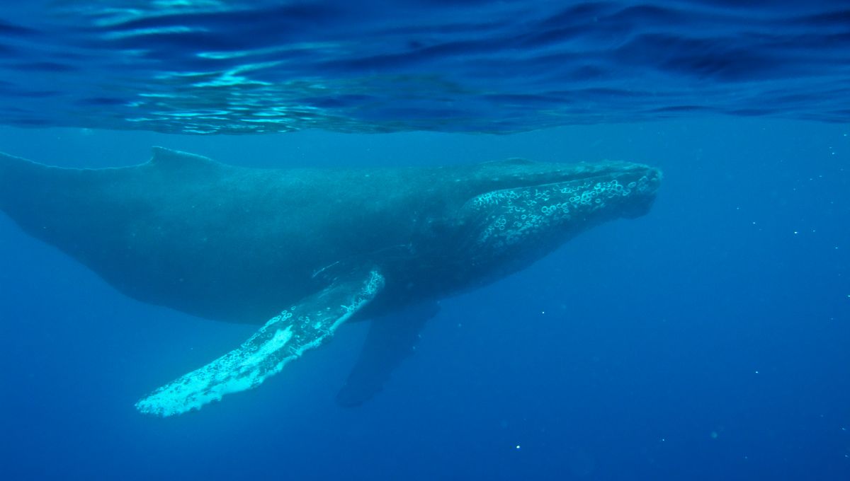 Scientist Have Discovered The Earliest Known Recording Of Whale Song ...