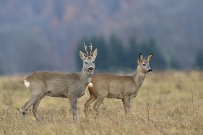 We May Need To Double The Number Of Vertebrate Species On Earth Due To ...