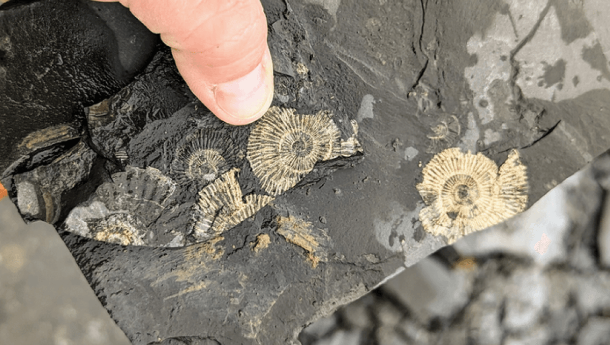 183-Million-Year-Old Fossils Reveal "Surprising" Mineral Composition ...