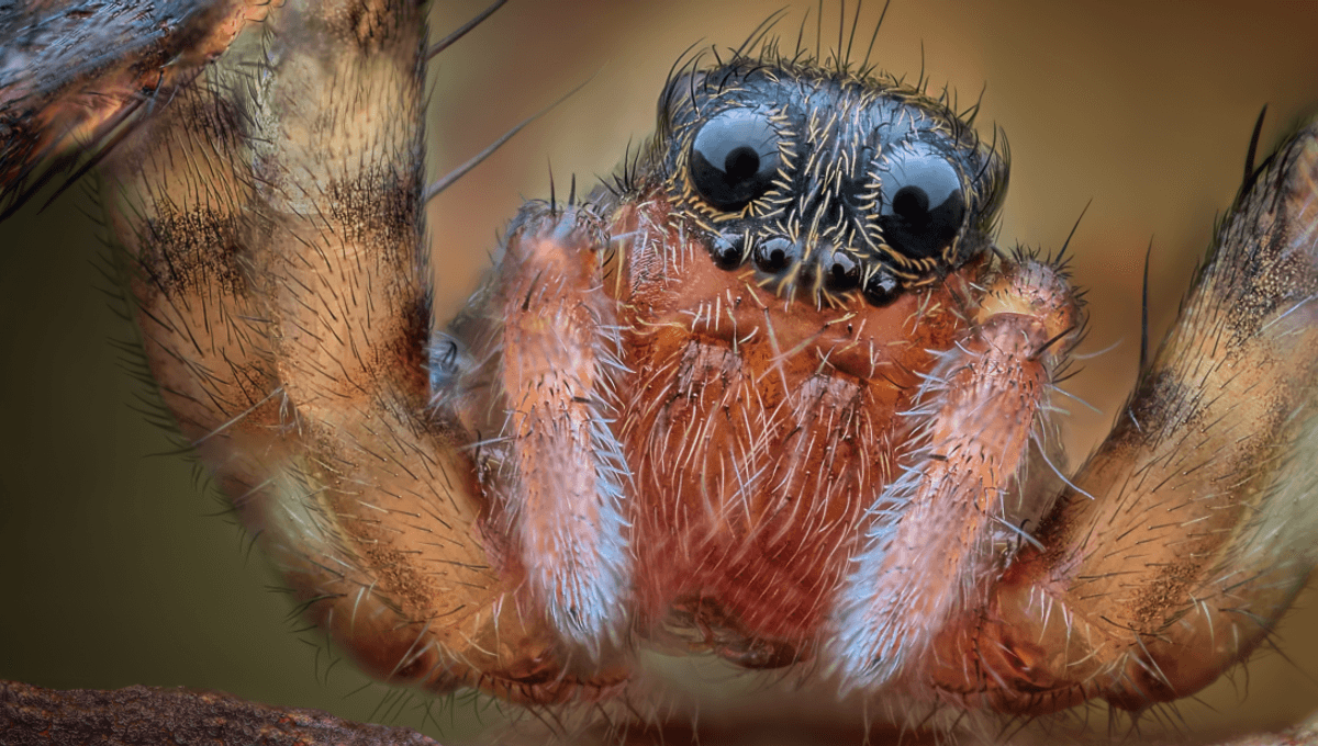 Can Spiders Hear? Viral Video Shows What Happens If You Say “Boo” To A ...