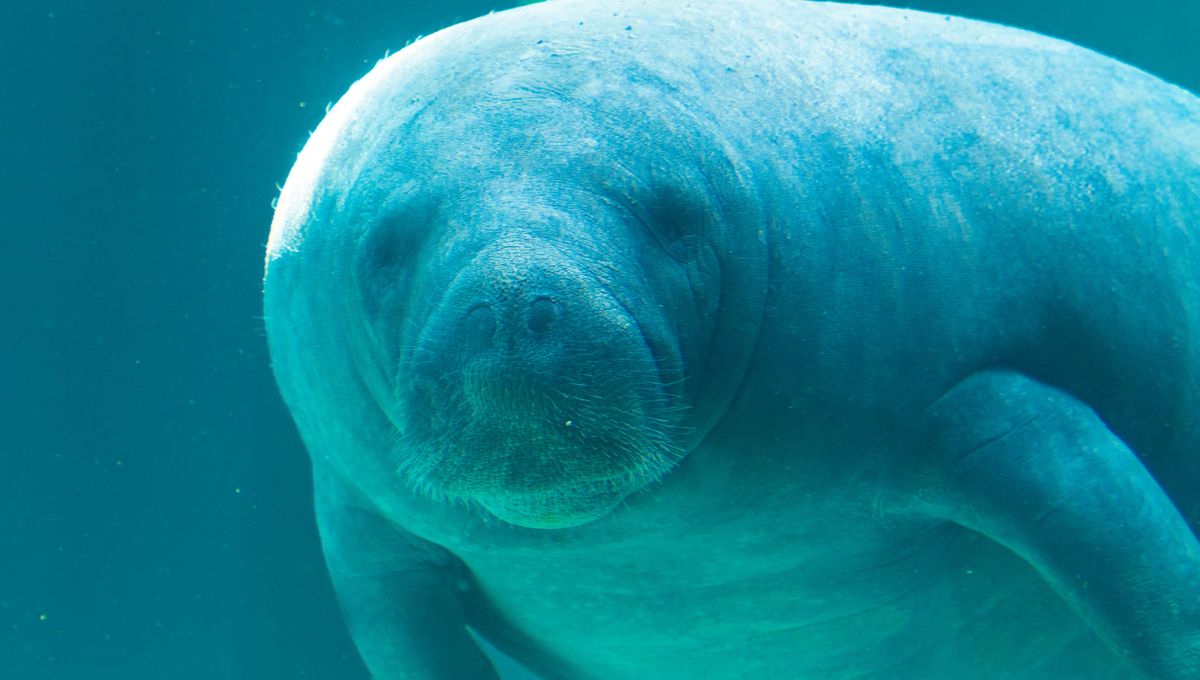 At 71 Years Old, Romeo Is The Oldest Manatee Ever Recorded According To ...