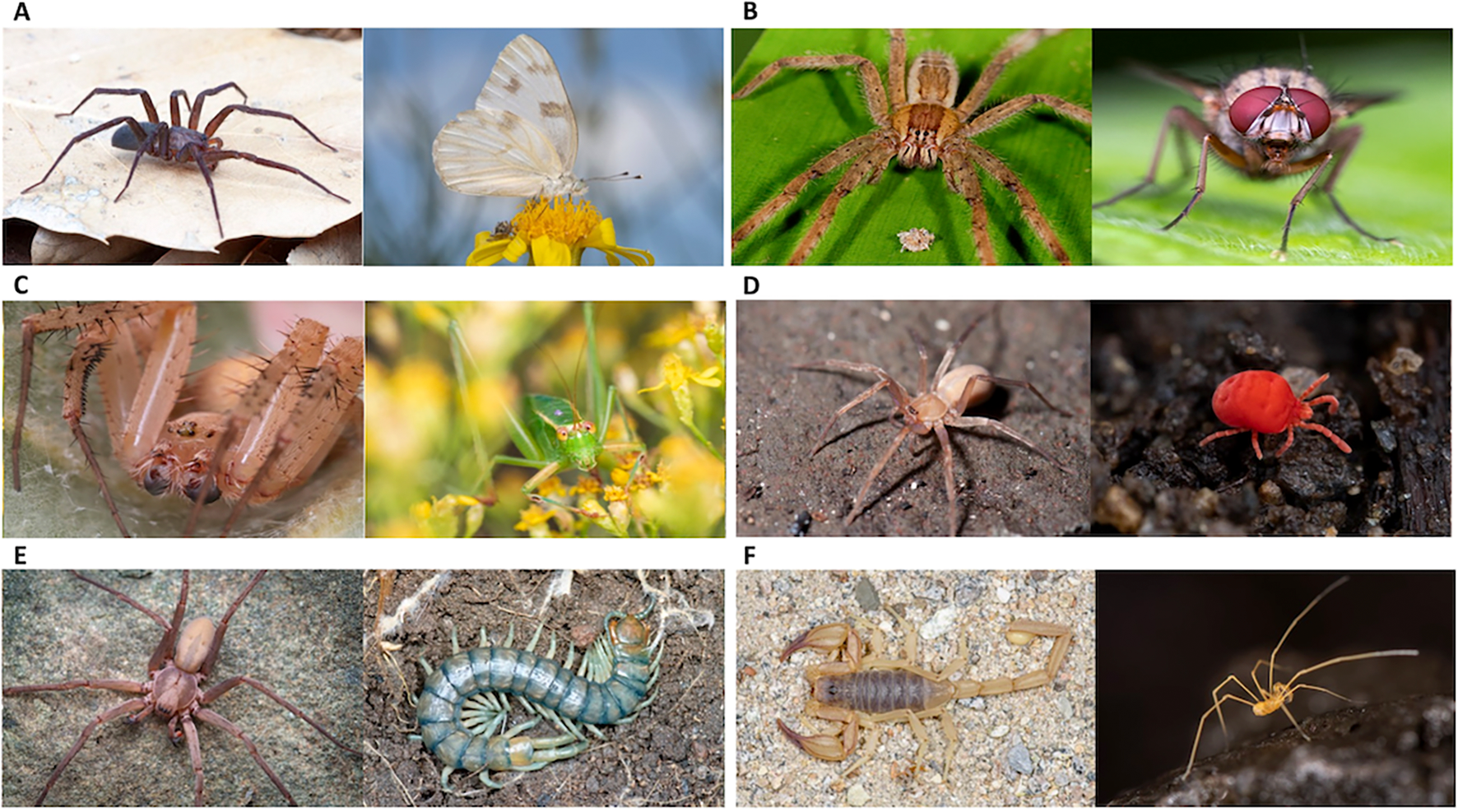 Arachnophobic? Eye Movements Reveal Spider-Phobes Would Rather Focus On ...