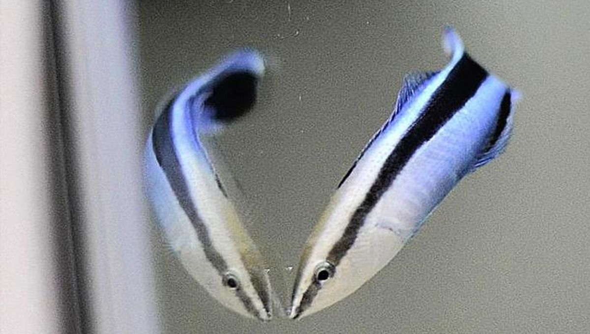 Cleaner Fish Join Mammals And Birds In Passing The "Mirror Test" Of ...