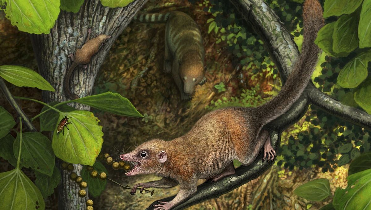 Fossil Teeth From The Earliest-Known Relative Of Primates Show How It ...