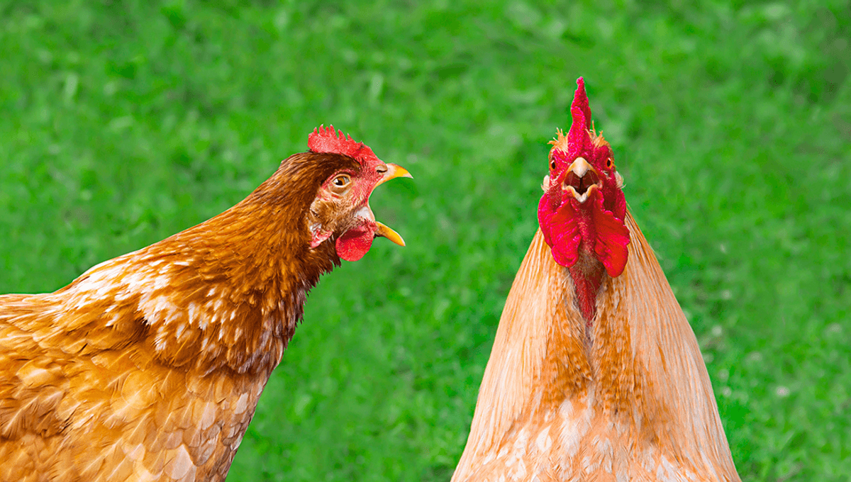 In The 1700s, Dr John Hunter Successfully Gave A Chicken A Tooth ...