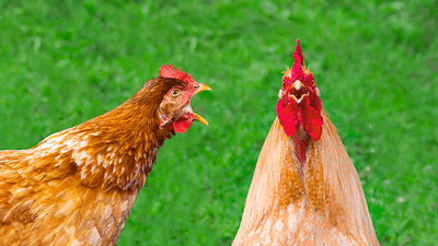 In The 1700s, Dr John Hunter Successfully Gave A Chicken A Tooth ...