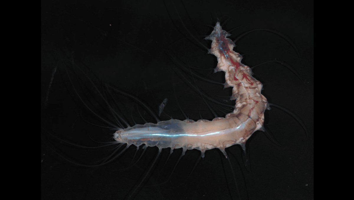 38 New Deep-Sea Species Discovered Off Japan, Including Sponge-Dwelling ...