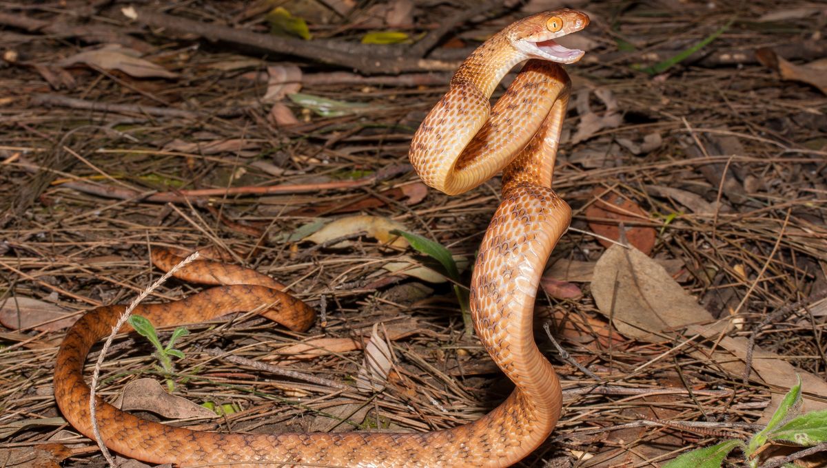 Snakes Don't Have Limbs, But They Can “Stand Up” – Now We Finally Know ...