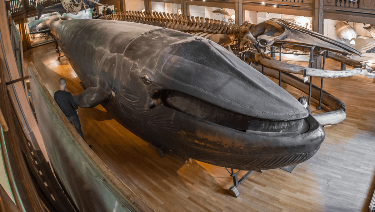 Malm Whale: The Curious Reason The Mouth Of The World's Only ...