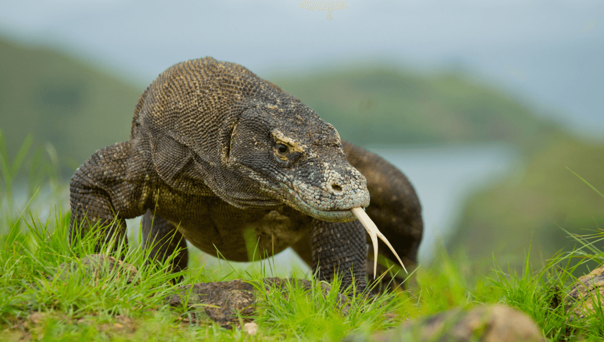 Komodo Dragons: The World’s Largest Lizard Has A Hidden Hybrid Ancestry ...