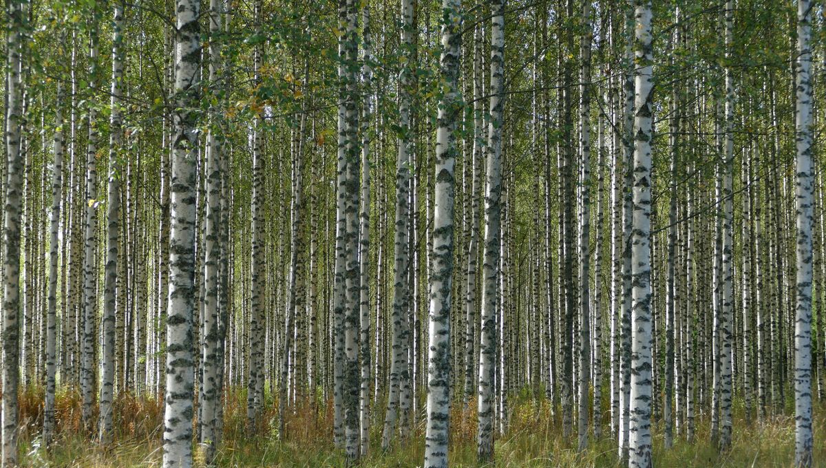 Neanderthals May Have Used Birch Tar As An Antibiotic | IFLScience