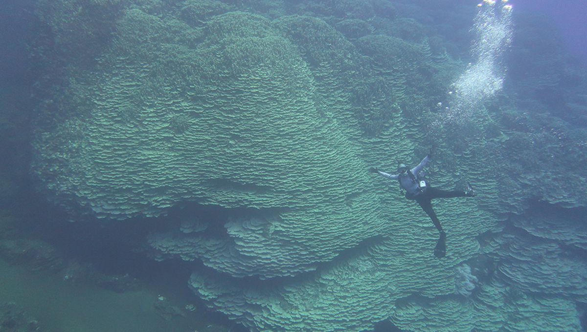 Giant Coral Discovered In The Mariana Islands Is Over 1,347 Square ...