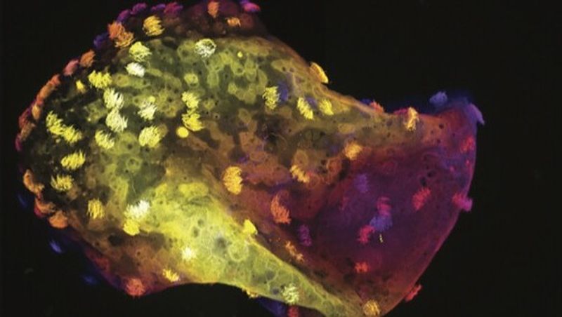 Universe 25: How A Mouse "Utopia" Experiment Ended In A Real Nightmare ...