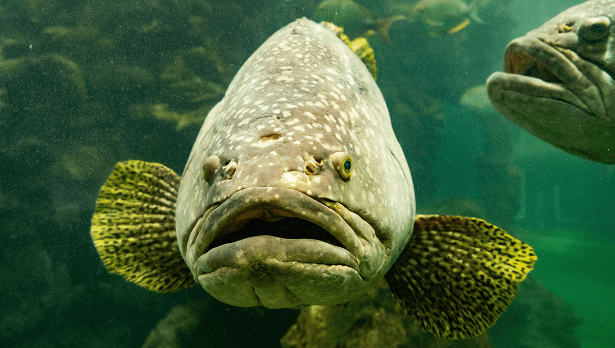The First Fish To Survive Chemotherapy Was A Giant Grouper Called Bubba ...