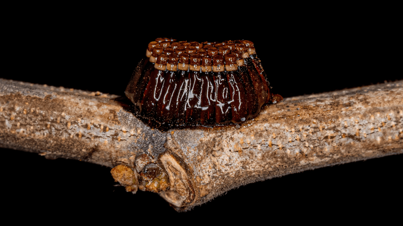 Meet Chimerarachne Yingi, A 100-Million-Year-Old Spider-Like Creature ...